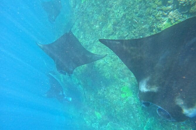 Bali Snorkling Blue Lagoon Beach with Lunch & Private Transport - Reviews and Real Experiences