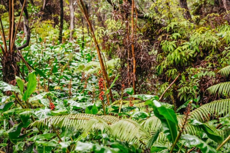 Big Island: Hawai'i Volcanoes National Park Guided Hike - Final Thoughts