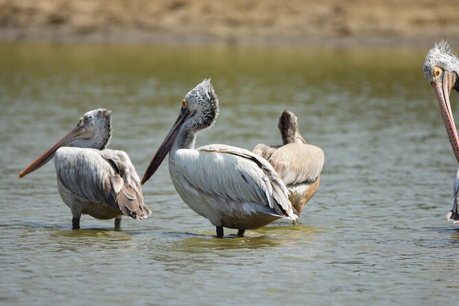 Bundala Birding Paradise - All Inclusive Tour - Final Thoughts: Is It Worth It?