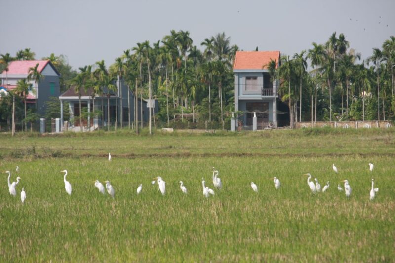 Cam Thanh Bike Tour from Hoi An - A Local Meal and Interactions with Villagers