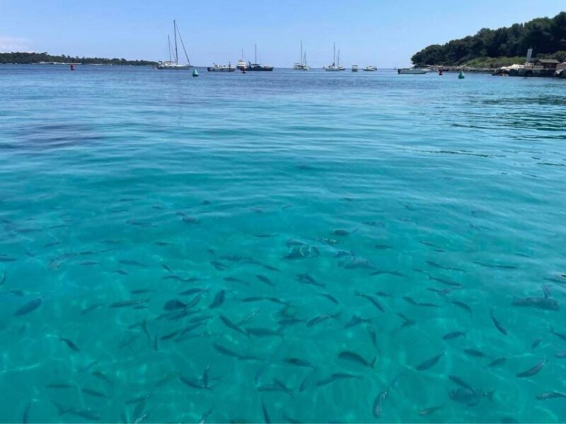 Cannes: Boat trip without a license to the Lerins Islands - Who Should Consider This Tour?