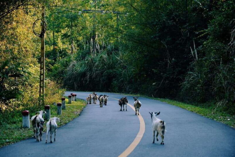 Cat Ba National Park Trekking & Ancient Village Biking - FAQ