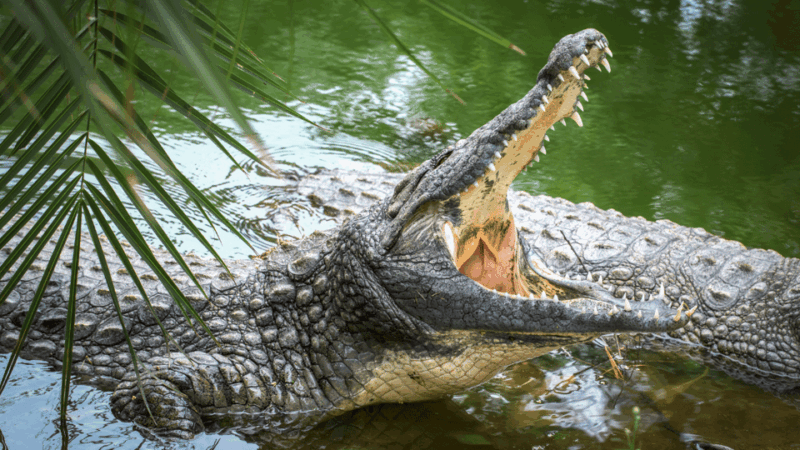 Cat Tien National Park with Crocodile Lake - Who Will Love This Tour?