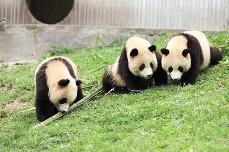 Chengdu Giant Panda Base Half Day Tour (English Tour Guide) - Authentic Encounters with Pandas