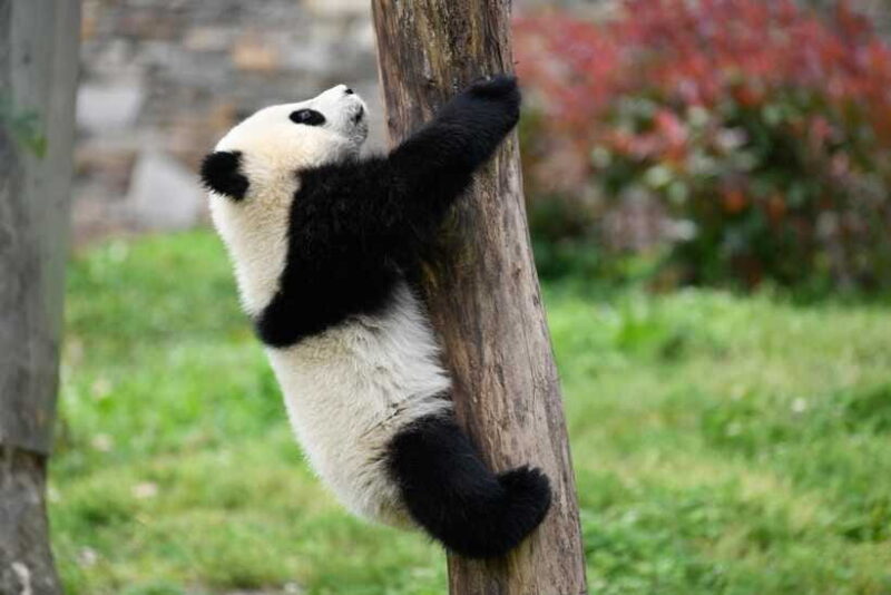 Chengdu: Private Kung Fu Panda Movie Tour with Guide - The Experience in a Nutshell