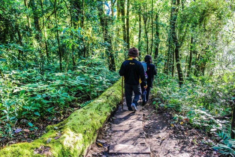 Chiang Mai: Pha Dok Siew Nature Trail & Doi Inthanon Trip - Who Is This Tour Best For?