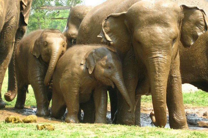Chiang Mai Zipline White Water Rafting and Elephant Sanctuary - The Sum Up: Is This Tour Worth It?