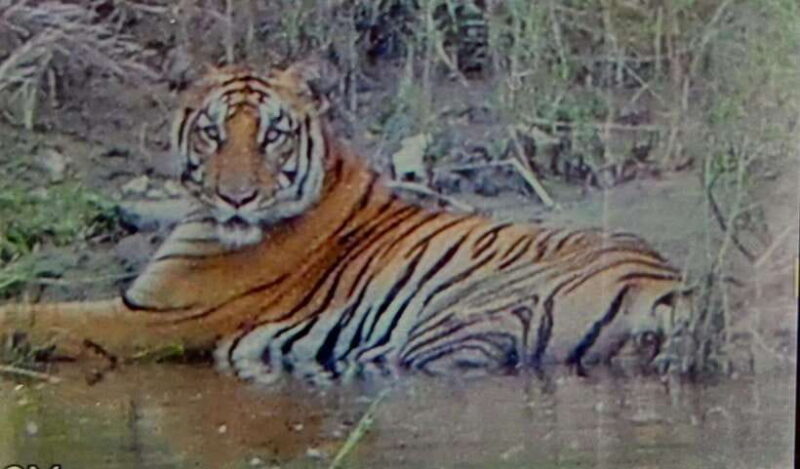 Chitwan: Full-Day Safari Canoeing and Jungle Walk and Jeep - FAQs