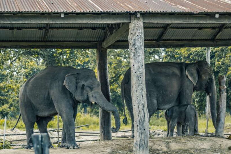 Chitwan: Jungle Safari Tour with Canoe Ride in Forest River - FAQs