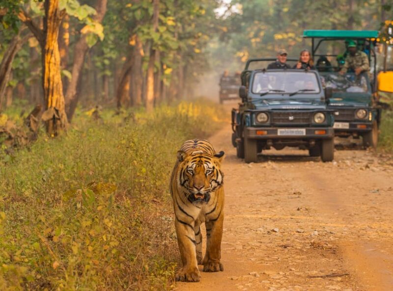 Chitwan: One day Jeep Safari, Canoeing, Forest walk - Final Thoughts: Is It Worth It?