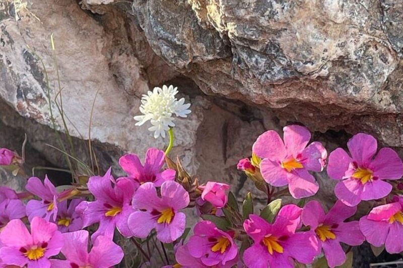 Claremont: California Botanic Garden Half Day Tour - The Sum Up: Who Should Consider This Tour?