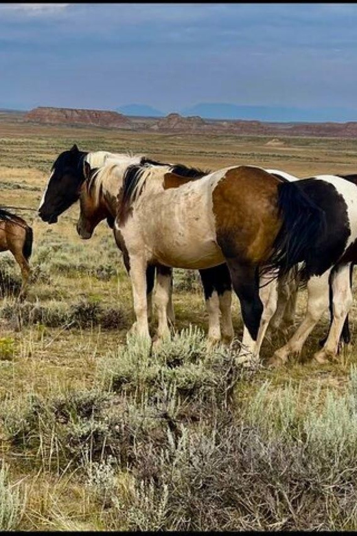 Cody: Red Canyon Wild Mustang Van or Bus Tour - FAQ