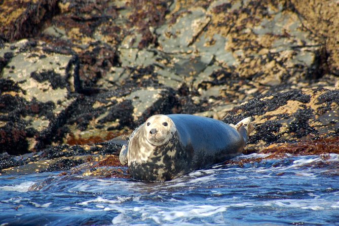Connemara & Inishturk Island wildlife watching cruise. Private guided Full-day - Frequently Asked Questions