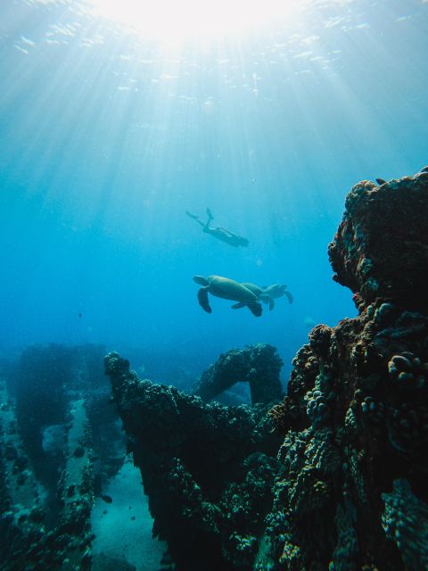 Coral Gardens Snorkel & Whale Watch - The Value of This Experience