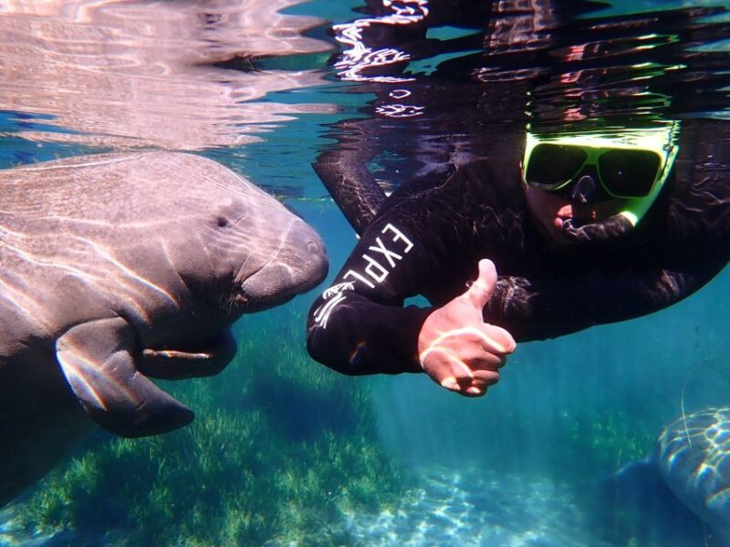 Crystal River: Manatee Swim Group Tour - The Sum Up