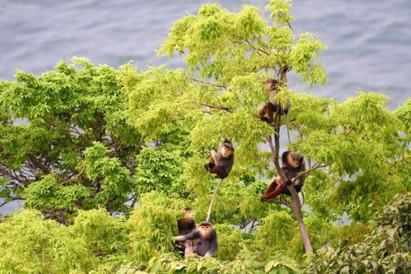 DailyTour Son Tra Wildlife Walk & Excursion (Dinner Option) - Frequently Asked Questions