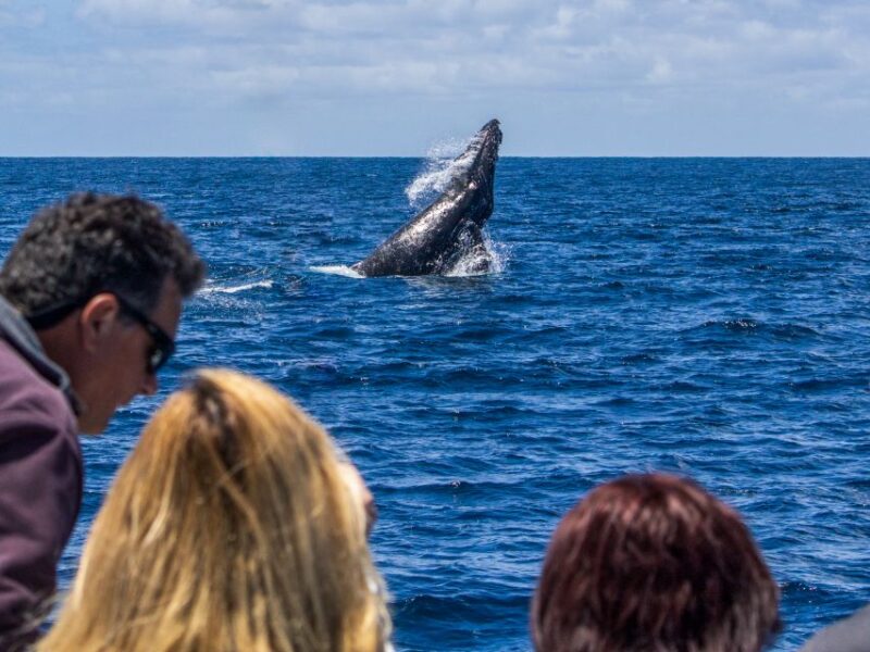 Dana Point Dolphin & Whale Watching With Underwater Viewing - FAQ About Dana Point Dolphin & Whale Watching
