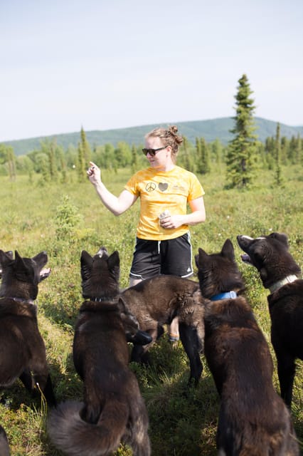 Denali: 1 Hour Tundra Walk With Free Running Sled Dogs - The Sum Up