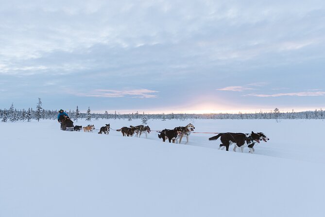 Dog sledding excursion to Kiruna - FAQ