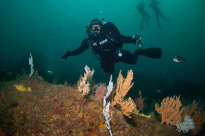 Double Dive the Fantastic Ocean Revival Park - The Sum Up: A Wreck Lovers Treasure with Practical Considerations