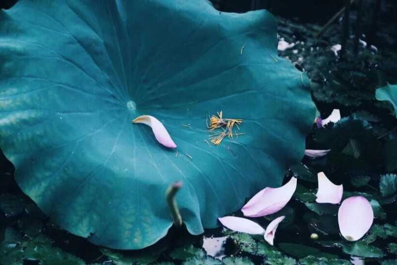 Experience Ancient West Lake in Hangzhou - The Sum Up: Who Will Love This Tour?