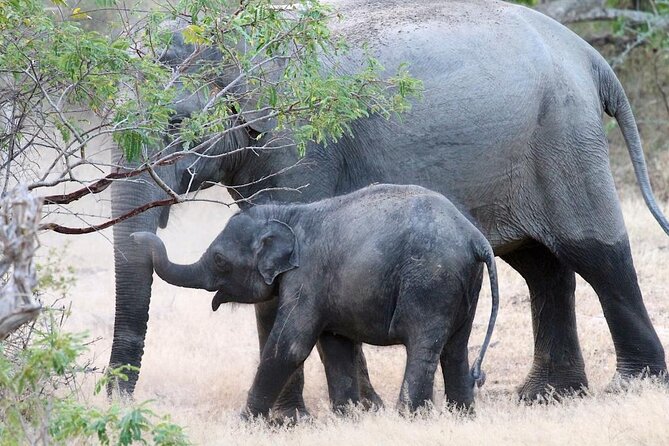 Explore The Beauty Of Udawalawe National Park From South Coast During 01 Day - The Sum Up
