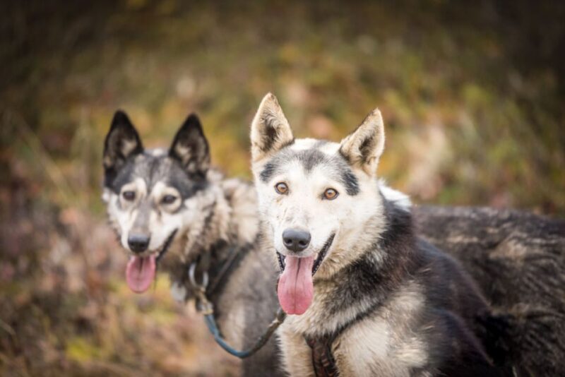 Fairbanks: Dog Mushing through Fall Landscapes on a UTV - Who Will Love This Tour?