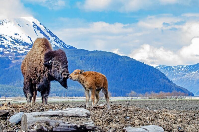 From Anchorage: Valley of Glaciers & Wildlife Center Tour - Authenticity and Practical Tips