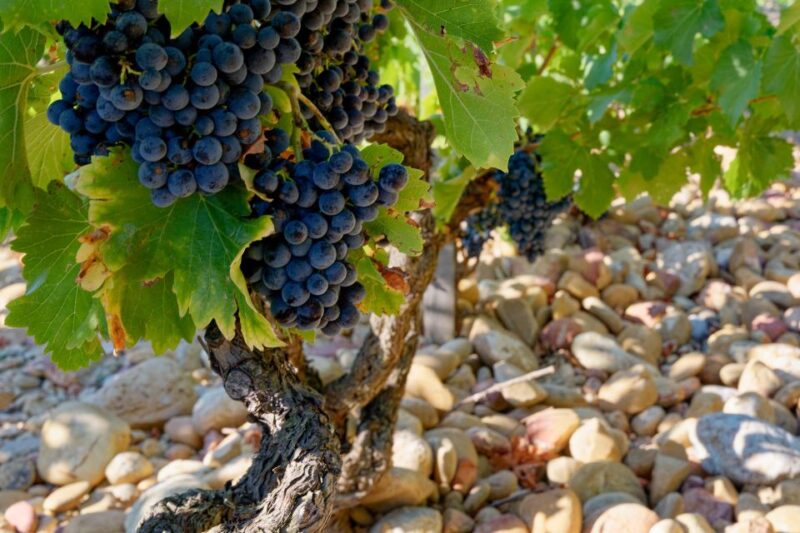 From Avignon: Luberon and Chateauneuf-du-Pape Full-Day Tour - Final Thoughts: Is It Worth It?