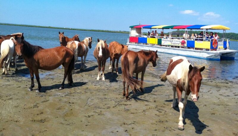 From Chincoteague Island: Assateague Island Boat Tour - Frequently Asked Questions