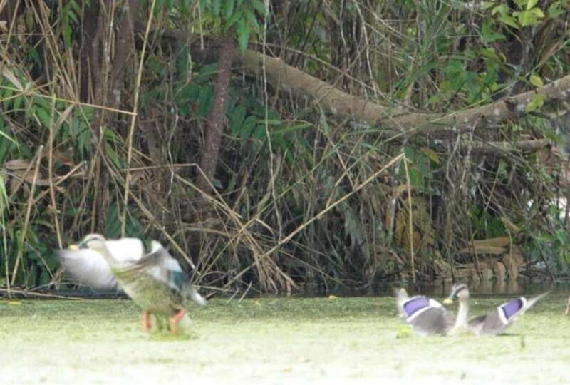 From Ho Chi Minh: Mekong Delta 3-Day Tour with Tra Su Forest - Frequently Asked Questions
