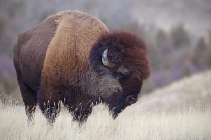 From Jackson: Grand Teton Wildlife & Scenery Tour with Lunch - Who Will Love This Tour?