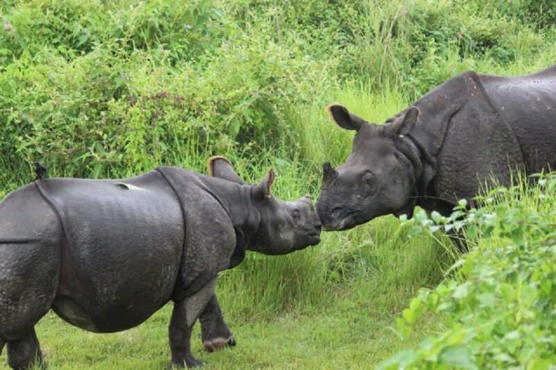 From Kathmandu: 3-Day Chitwan National Park Tour - Day Three: Farewell with Lasting Impressions