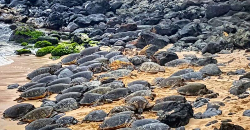 From Lahaina, Maui: Road to Hana Tour - Who Should Consider This Tour?