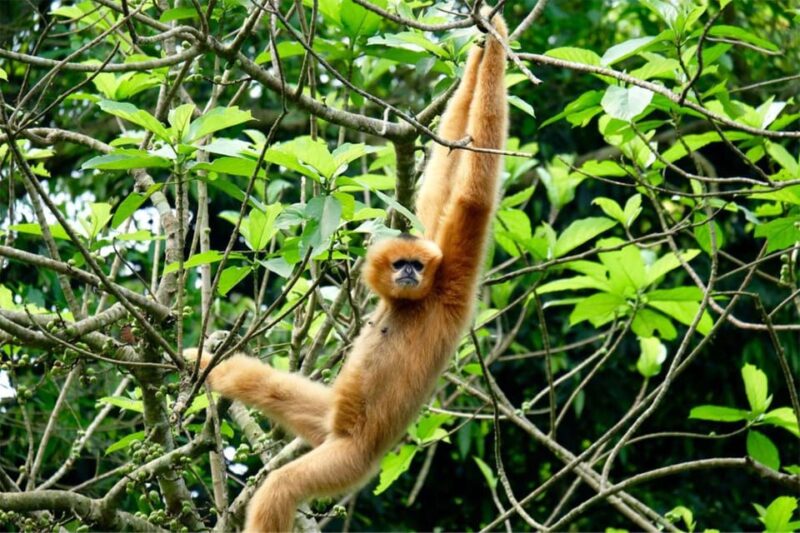 From Ninh Binh: Cuc Phuong National Park Guided Tour & Lunch - Transport and Duration