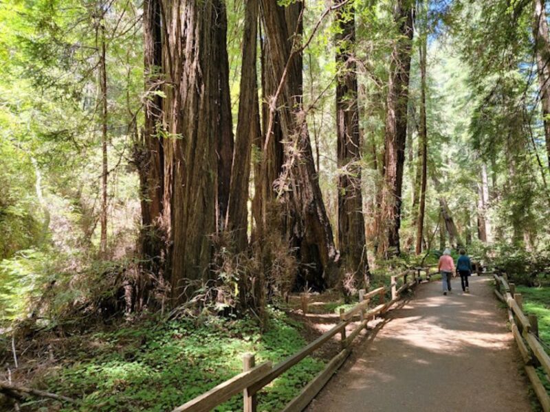From San Francisco: Private Muir Woods and Napa Wine Tour - Who Will Love This Tour?