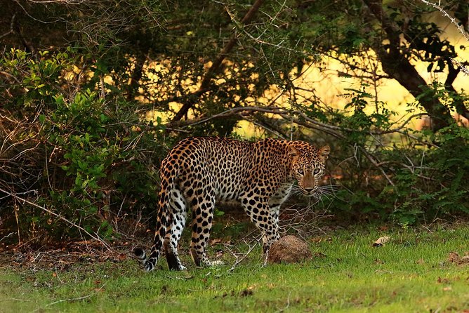 Full Day Wilpaththu National Park Safari (All Inclusive) - FAQ