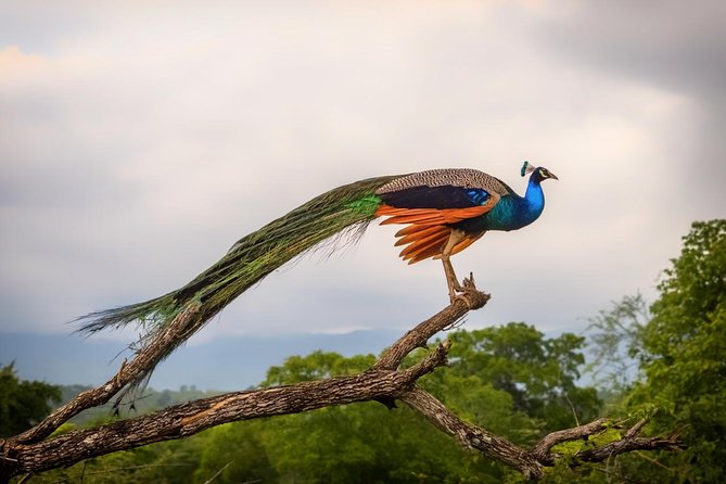 GO WILD! Double Safari Day Trip (Yala & Udawalawe) - Private & All Inclusive - Final Thoughts