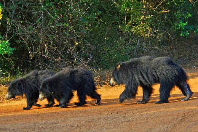 Half Day Safari at Yala National Park with Lunch - The Sum Up