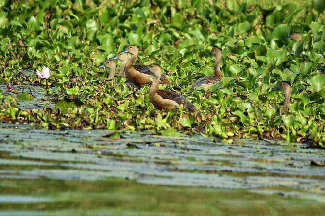 Half Day Tour to Muthurajawela, Lagoon, Dutch Canal and Mangroves - FAQ