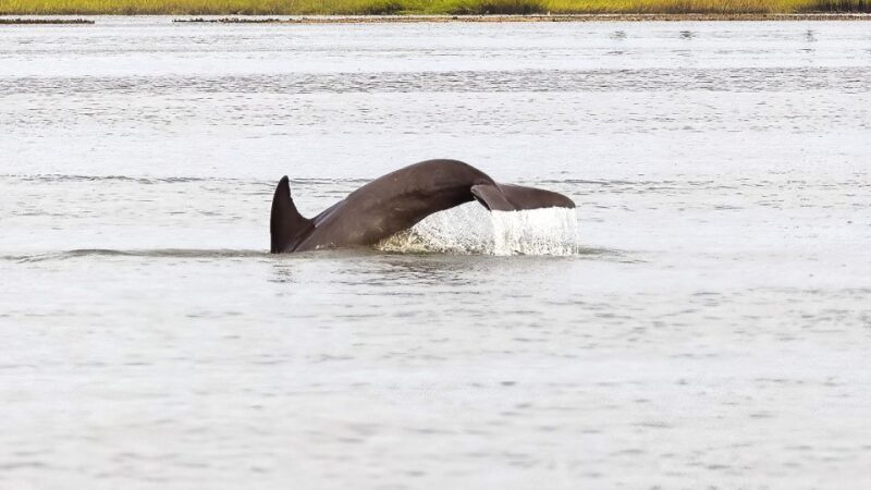 Hilton Head: 2 Hour Private Dolphin Tour - FAQ