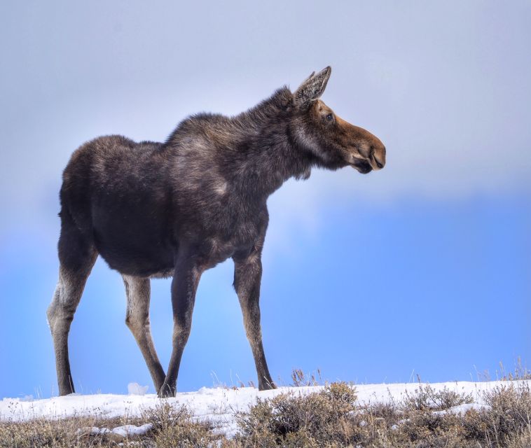Jackson: Grand Teton, Bighorn Sheep, and Petroglyphs Tour - The Sum Up