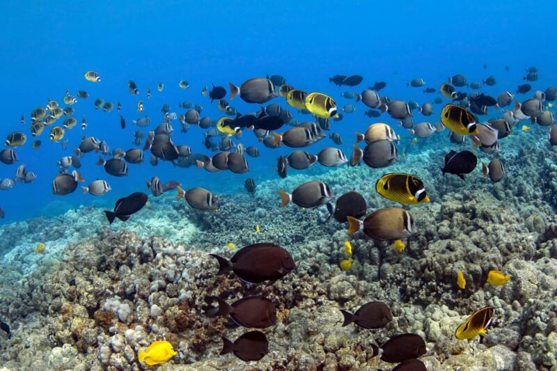 Kailua-Kona: Private Marine Charter Adventure - Who Will Love This Tour?