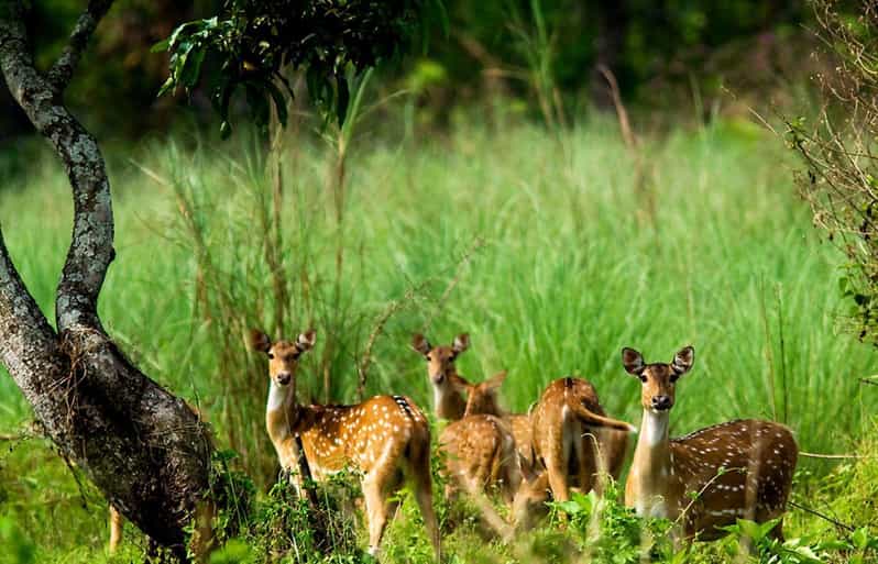 Kathmandu: 3 Days Luxury Chitwan Tour with flights - Who This Tour is Best For