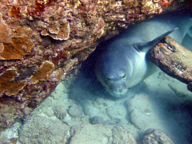Kayak and Snorkel West Maui at Olowalu - FAQs