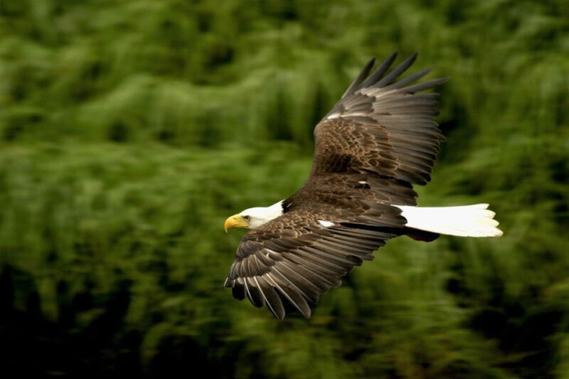 Ketchikan: Alaska Rainforest Sanctuary and Totem Park Walk - Practical Details: What to Expect and How to Prepare