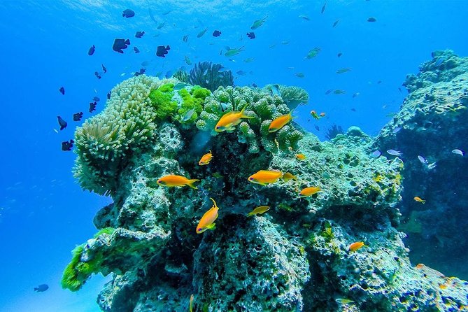 Khao Lak/Phuket: Wow Andaman Snorkeling Trip to Surin Islands - Frequently Asked Questions