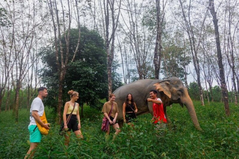 Khaolak: Begin the Day with Elephants - Walk and Feed Tour - FAQs