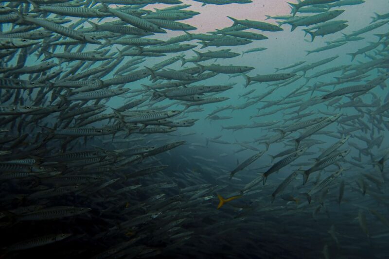 Koh Samui: Dive Trip Experience in Koh Tao - Authentic Feedback from Travelers