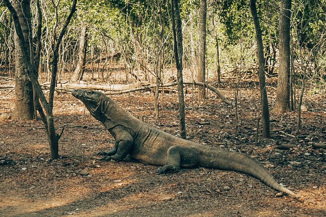 Komodo Private Boat tour 3Days 2 Night - The Sum Up: Who Should Consider This Tour?